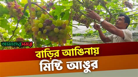 ইউটিউব দেখে শেখা সরোয়ারের আঙুরের চারা ছড়িয়ে গেছে দেশের ৪০ জেলায় Amader Shomoy Youtube