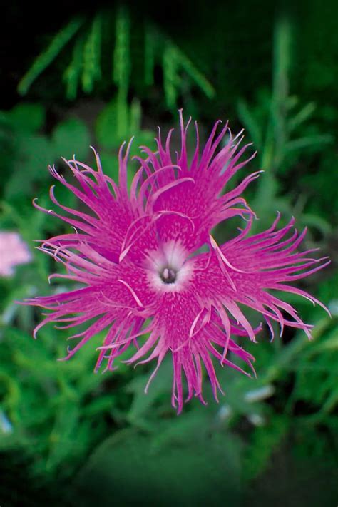 『源氏物語』に登場する花 撫子（なでしこ） みんなの趣味の園芸