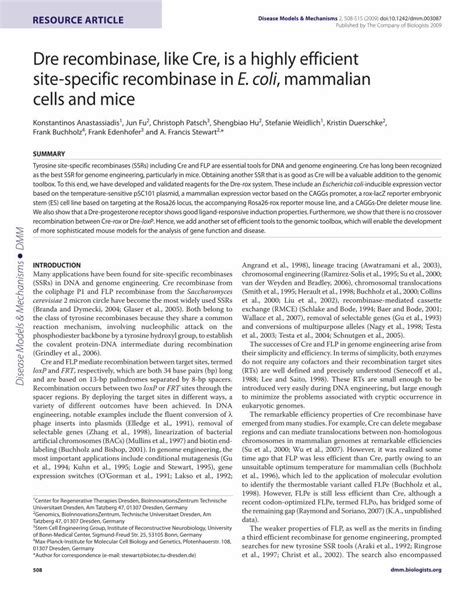 Pdf Dre Recombinase Like Cre Is A Highly Efficient Site Specific