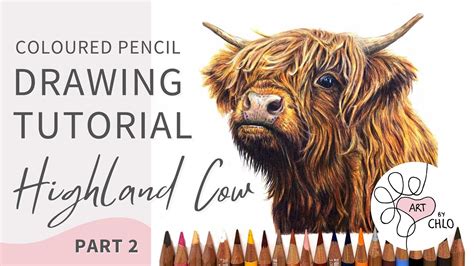 How To Draw A Realistic Highland Cow Step By Step Coloured Pencil