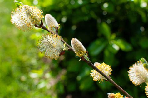 Pussy Willow Whistle Hill Nursery