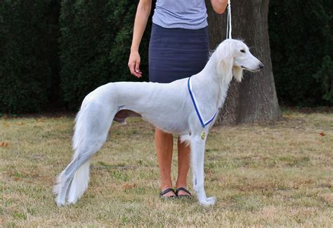 El Ubaids Saluki