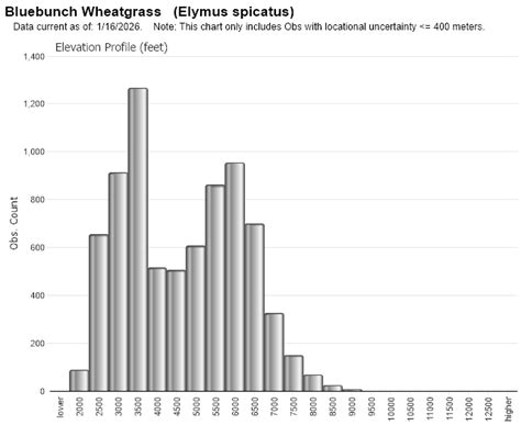 Bluebunch Wheatgrass Montana Field Guide