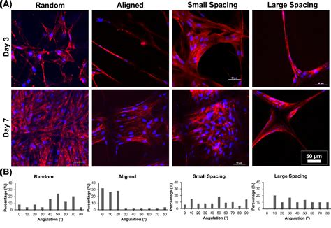 Figure 3 From Tissue Specific Melt Electrowritten Polymeric Scaffolds