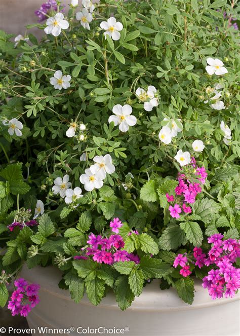 Happy Face® White Potentilla Fruticosa Proven Winners