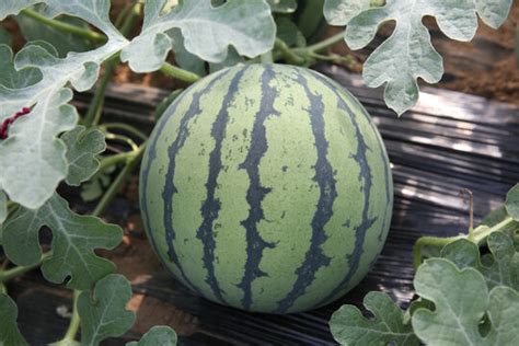 西瓜图片素材 西瓜设计素材 西瓜摄影作品 西瓜源文件下载 西瓜图片素材下载 西瓜背景素材 西瓜模板下载 搜索中心