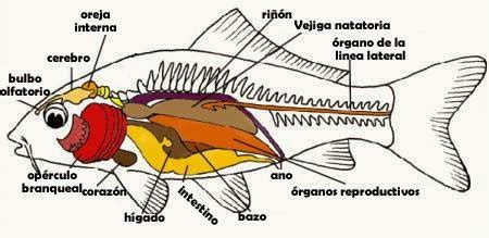 El Pez Y Sus Partes Imagui