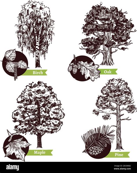 Four Various Sketch Deciduous Trees And Leaves Design Concept Isolated