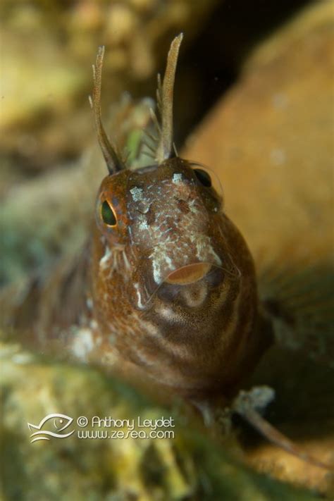 Curieuse Comme Une Blennie