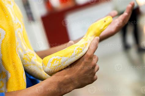 Closeup And Crop Hand Of Human Touch And Holding Yellow Python On