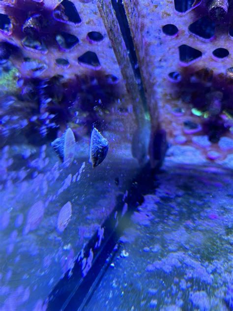 Snail Identification Reef2reef