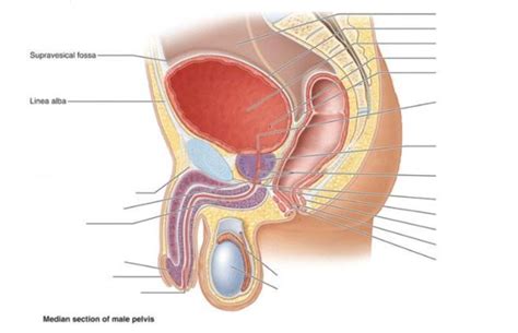 Diagram Of Median Section Of Male Pelvis Quizlet