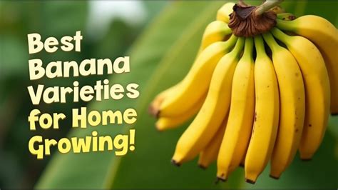 Discover The Best Banana Varieties For Your Home Garden Youtube