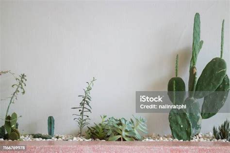 다양한 선인장과 즙이 많은 식물의 컬렉션과 현대적인 객실 장식 0명에 대한 스톡 사진 및 기타 이미지 0명 개체 그룹