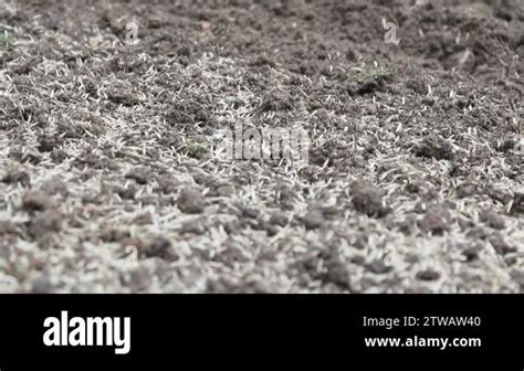 Manual Seeding Stock Videos And Footage Hd And 4k Video Clips Alamy