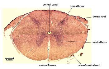Spinal Cord Central Canal Captions Week