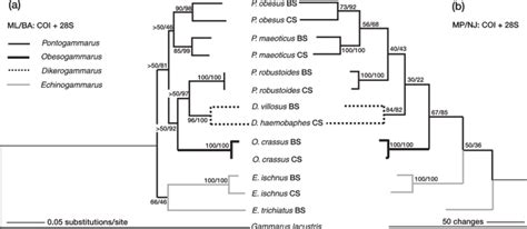 a maximum likelihood ml phylogram ln likelihood 7616 56 for