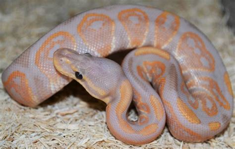 Coral Glow Goldblush Mojave Morph List World Of Ball Pythons Artofit