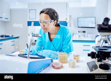 Female Scientist Analyzing A Sample In A Microbiological Lab Stock