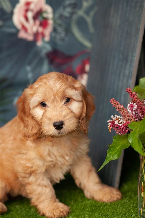 Cute F1 Cockapoos Kellys Kennels