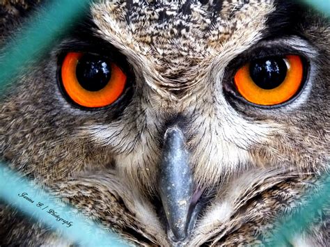 What Color Are Owls Eyes