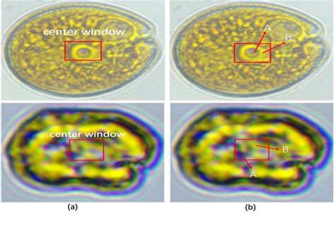 Figure 1 From Automated Red Tide Algae Recognition By The Color