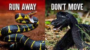 Top 5 Deadliest Snake Attacks Ever Recorded