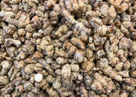 Premium Photo Kencur Aromatic Ginger Sand Ginger Kaempferia Galanga Natural Herb