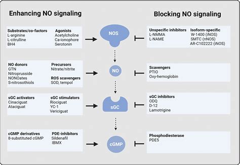 Nitric Oxide Signaling And Regulation In The Cardiovascular System