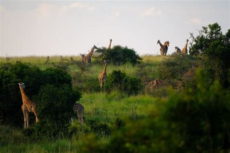 Fotos Gratis Cabeza Primate Ojo Comunidad Vegetal Planta Entorno