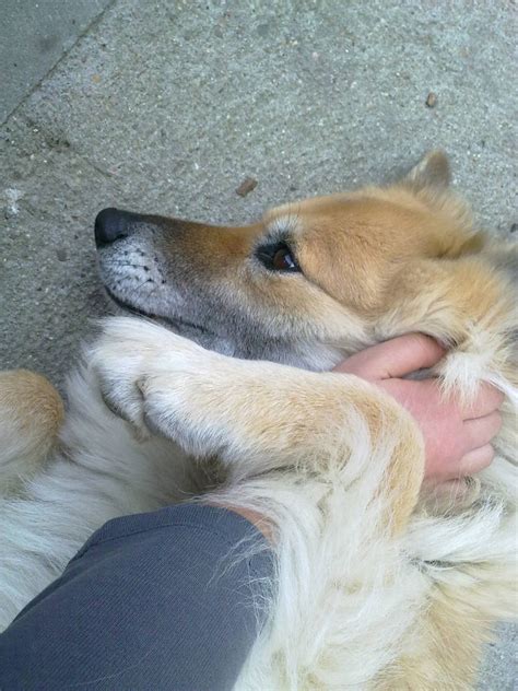 Cutie Wolf By Zalattadrk On Deviantart