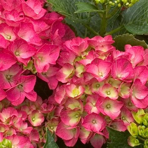 Wee Bit Grumpy Hydrangea