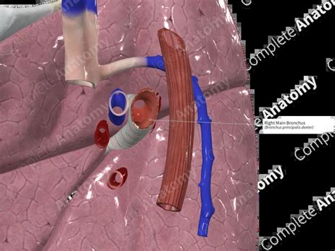 Right Main Bronchus Complete Anatomy