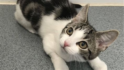 Katze Kommt Ganz Ohne Geschlechtsorgane Auf Die Welt Sternde