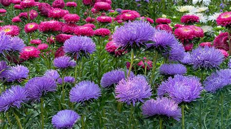 Types Of Asters 15 Beautiful Varieties To Try Gardeningetc