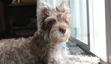 Chizer A Chihuahua Miniature Schnauzer Mixed Breed Guide