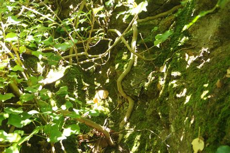 Plant Tendrils By Alexh 19 On Deviantart