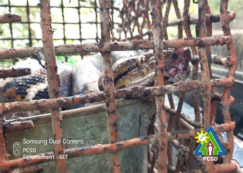 One Reticulated Python Retrieved In Barangay San Manuel Puerto
