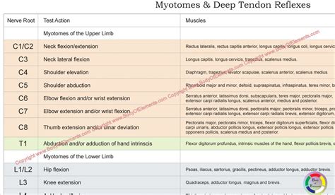 Myotome And Dermatome Chart Clinical Charts And Supplies