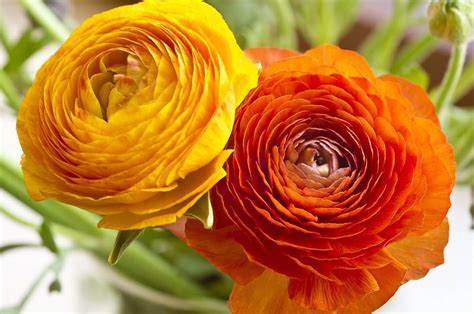 Orange Ranunculus Wallpapers Wallpaper Cave