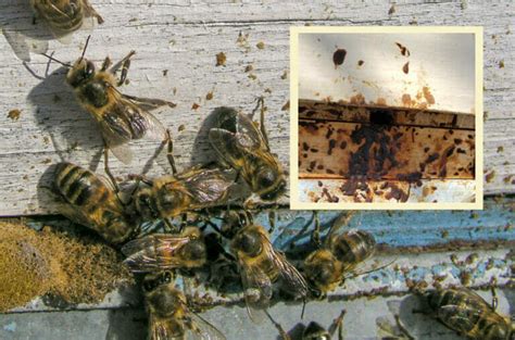 Who Was Eva Crane Quick Facts Bee Professor