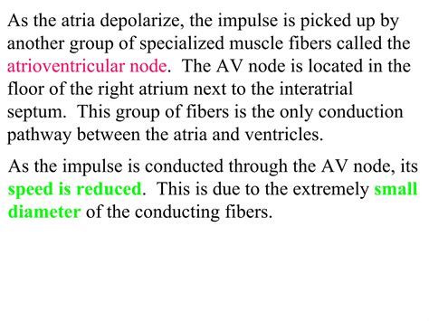 Cardiac Conduction System Ppt