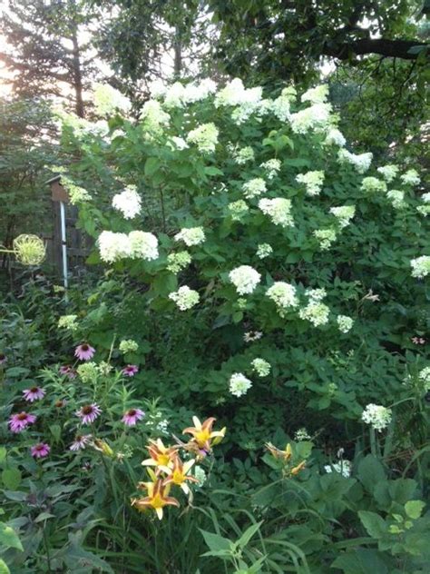 Hydrangea Paniculata In Bloom