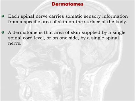 Anatomy Of The Nervous System Ppt Download