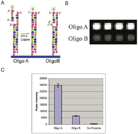Sequence Speci®c Ligation Reactions A Ligation Scheme Showing