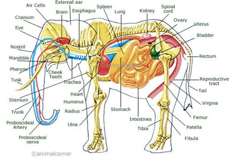 Elephant Anatomy Elephant Sanctuaries