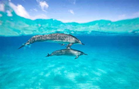 100 Mind Blowing Facts About Bottlenose Dolphins 2026 Update