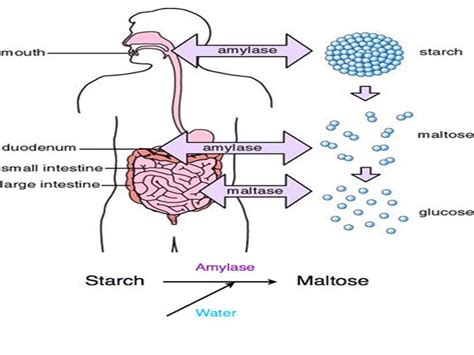 Starch Digestive System