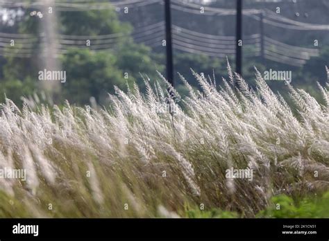 Saccharum Spontaneum Wild Sugarcane Kans Grass Is A Grass Native To