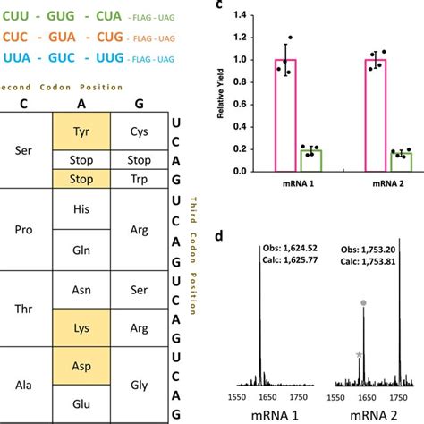 Sense Codon Reassignment Of The Leucine Codon Box To Encode 5 Distinct Download Scientific